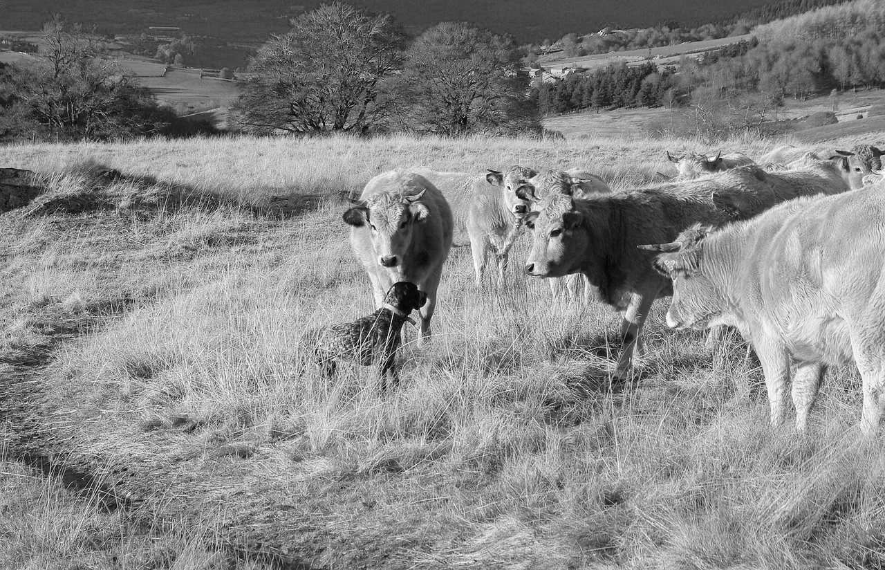 Chapitre 6 - Agentivité animale et démocratie multi-espèces ...