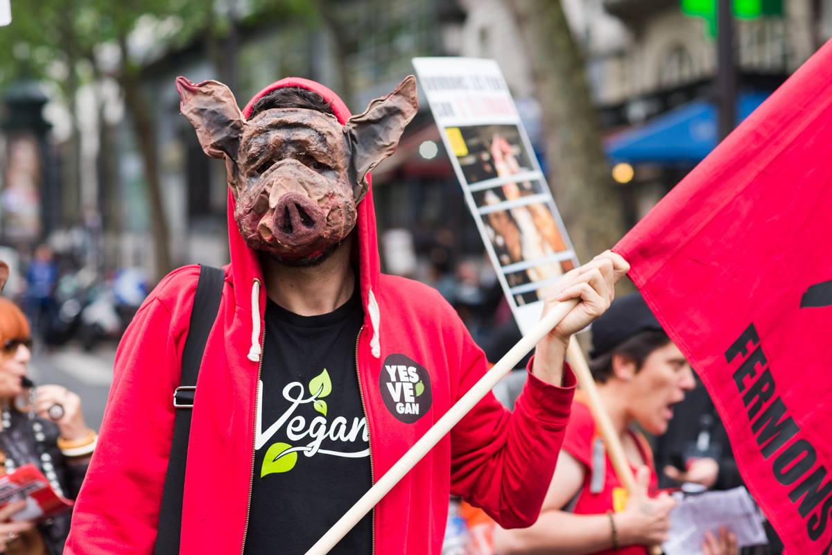 Rétrospective animaliste 2010 – 2019 : la métamorphose d'une cause ...